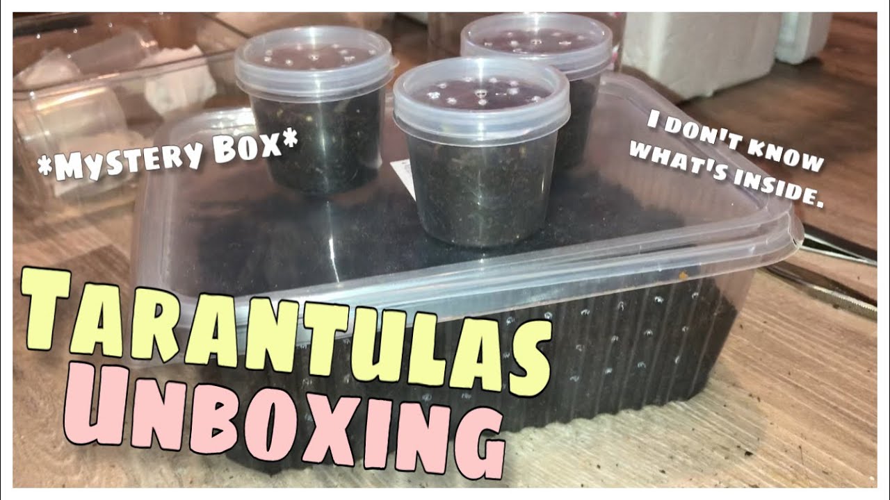 I got a MYSTERY BOX with TARANTULAS in it! - YouTube