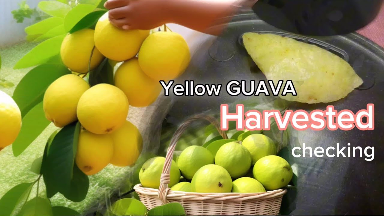 The ripe yellow GUAVA from my garden. I see it in super ZOOM - YouTube