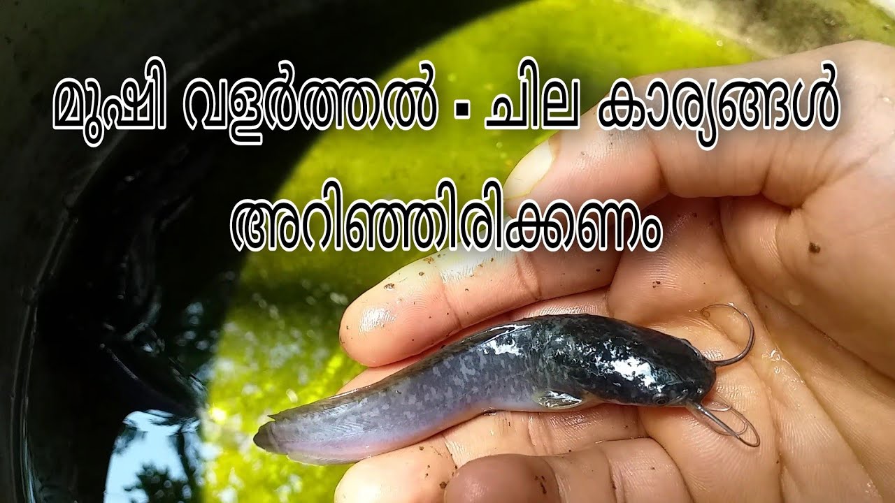 catfish farming | മുഷി വളർത്തൽ - YouTube