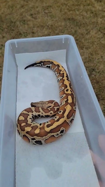 2022 ♀️ Marter Blood Python - YouTube