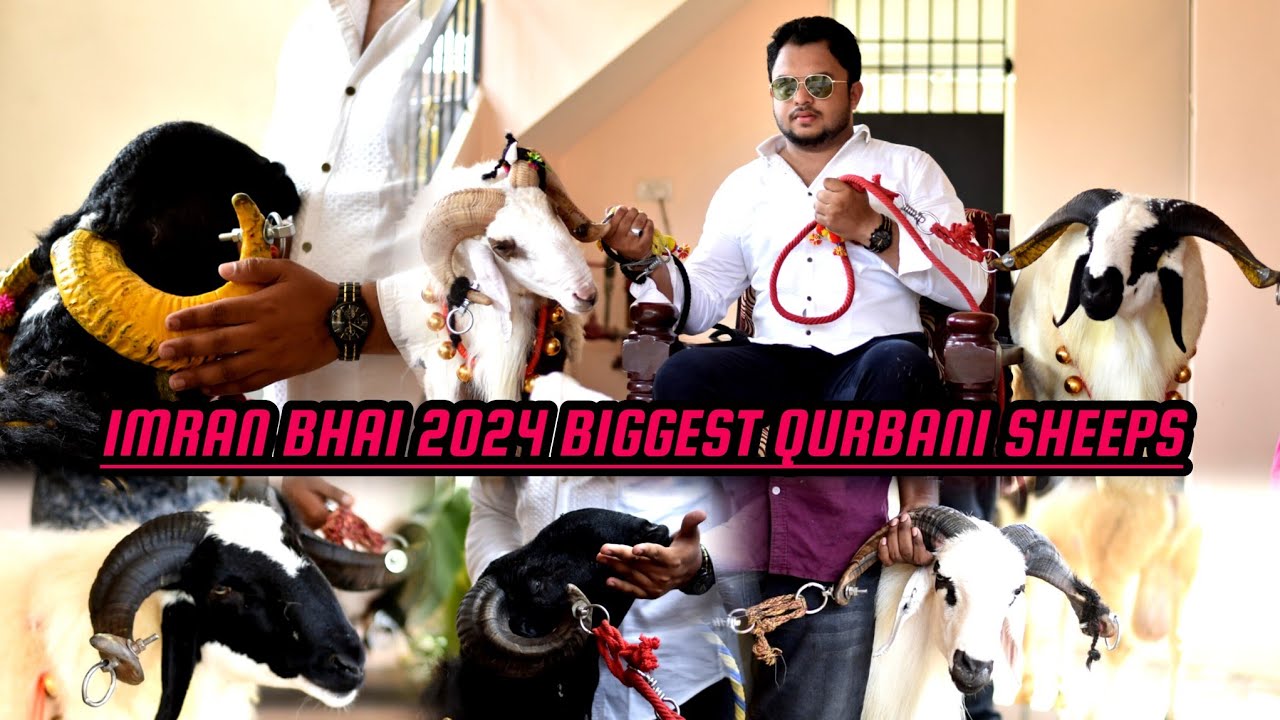 CHENNAI IMRAN BHAI 2024 BIGGEST QURBANI SHEEPS FULL VIDEO - YouTube