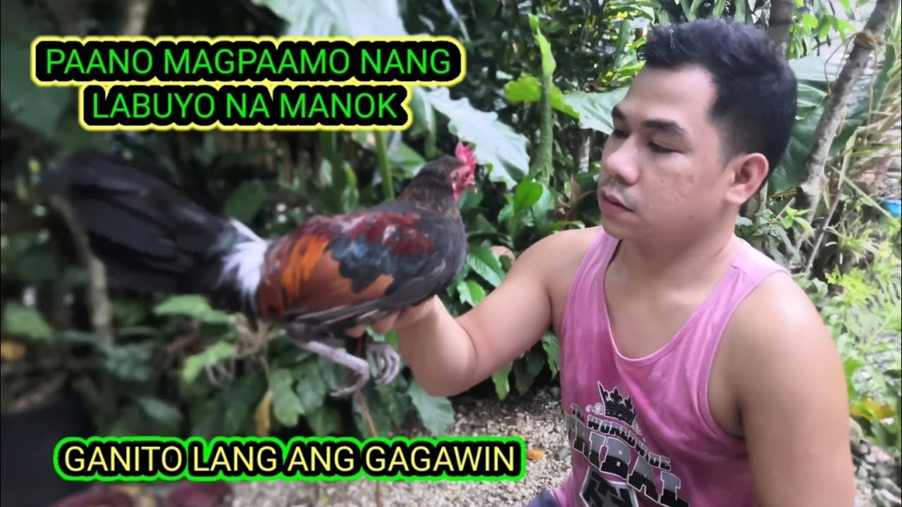 PAANO PAAMUIN ANG LABUYO NA MAILAP | PAANO MAGPAAMO NANG WILD CHICKEN ...