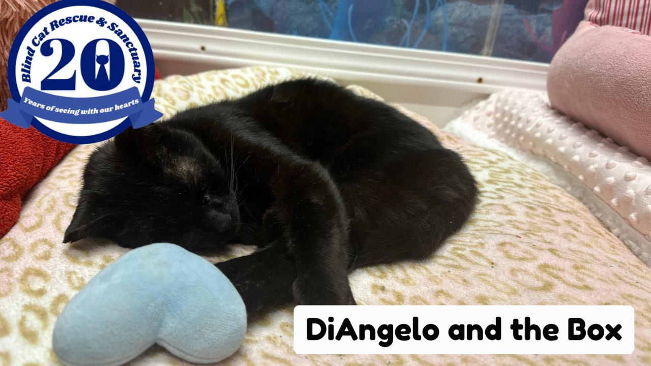 DiAngelo and the Box - YouTube