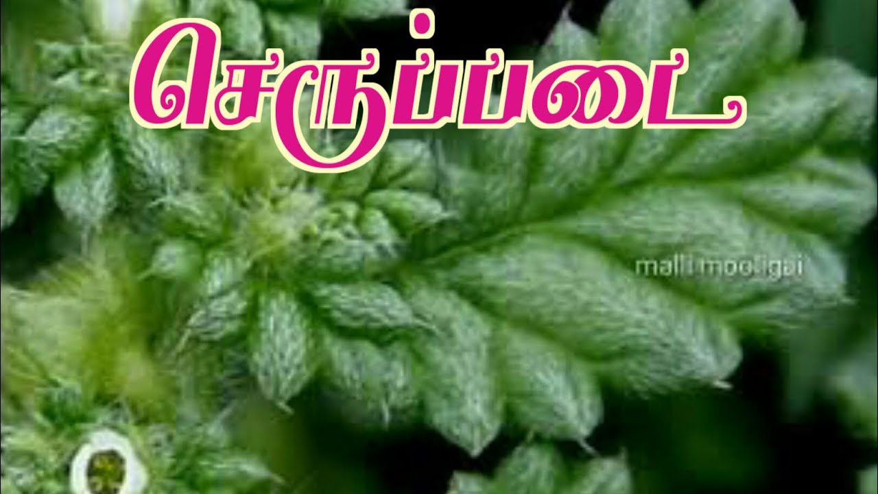 செருப்படை மூலிகை|தமிழ்|seruppadai mooligai|malli mooligai - YouTube