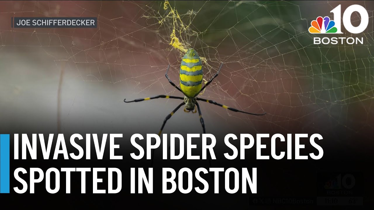 Giant Joro spider has made its way to Boston - YouTube