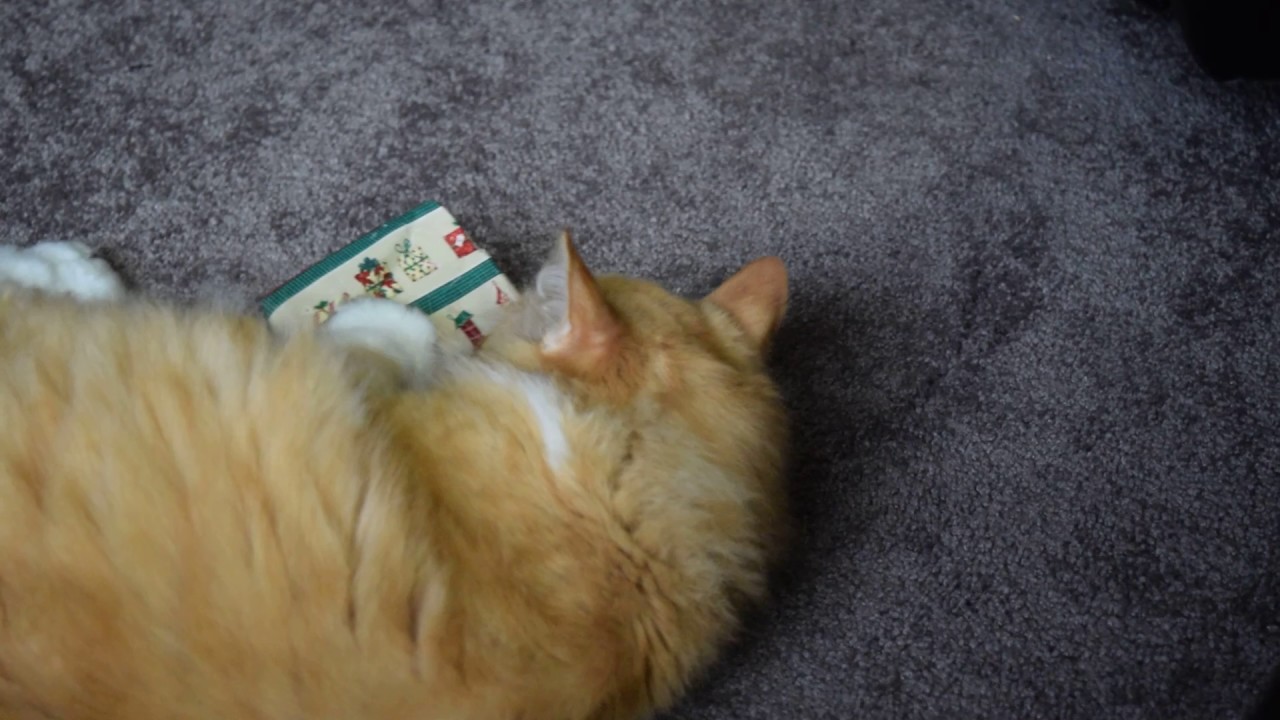Cat Opening Present - YouTube