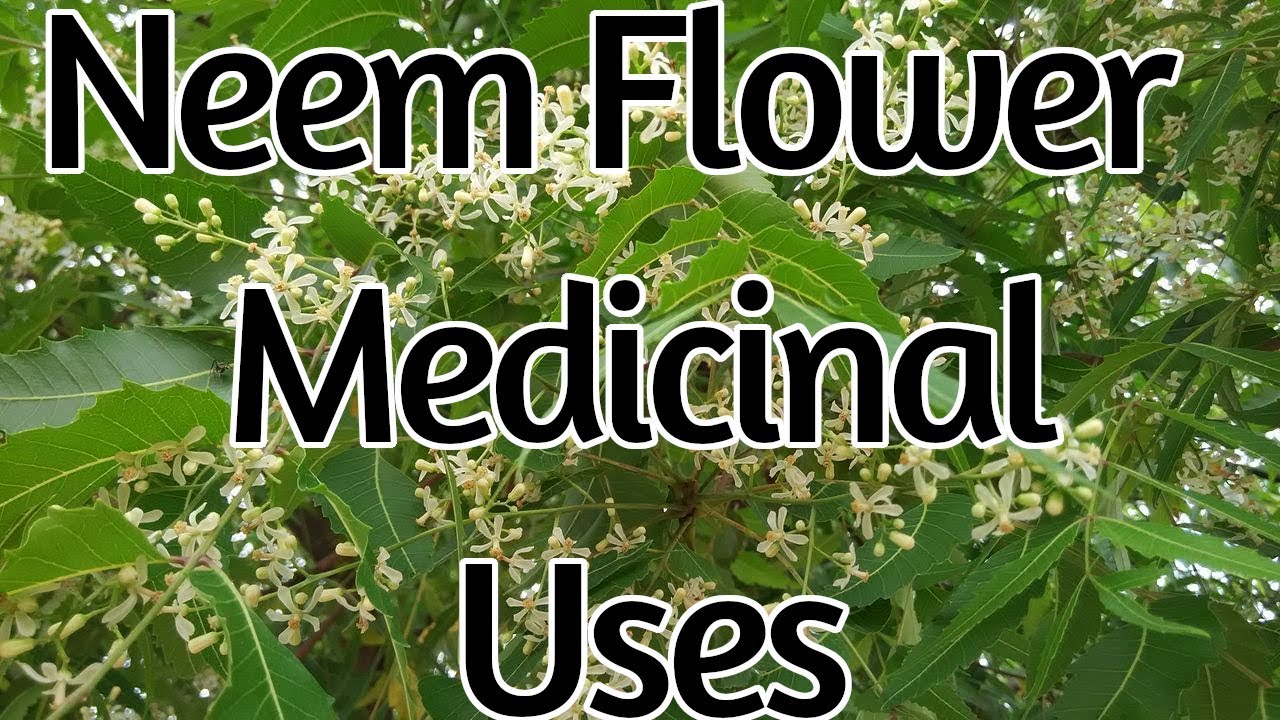 Medicinal Benefits Of Neem Flower YouTube medicinal-benefits-of-neem-flower-youtube