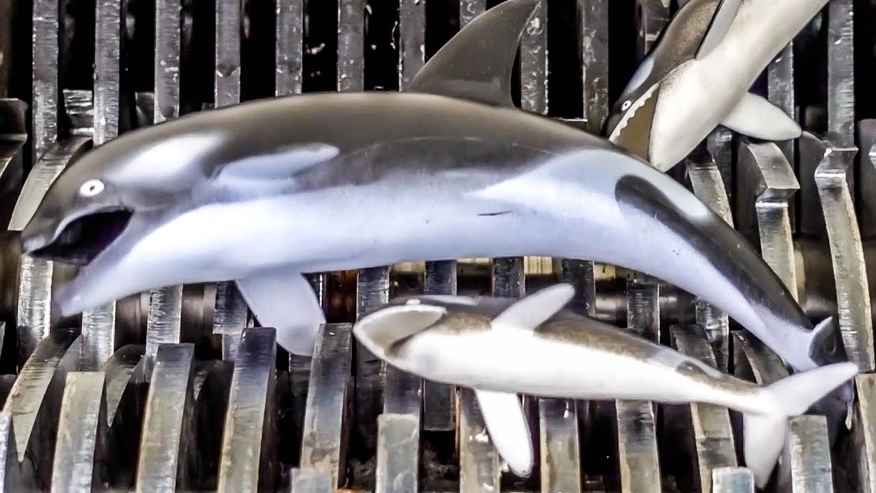Shredding Deadly Sharks and Whales! What's Inside? - YouTube