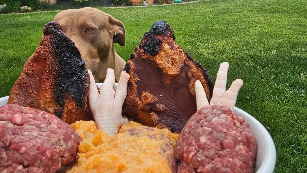 Dog Eats Pig Ears N' Raw Chicken Feet W/ Ground Beef Over Smashed Sweet ...