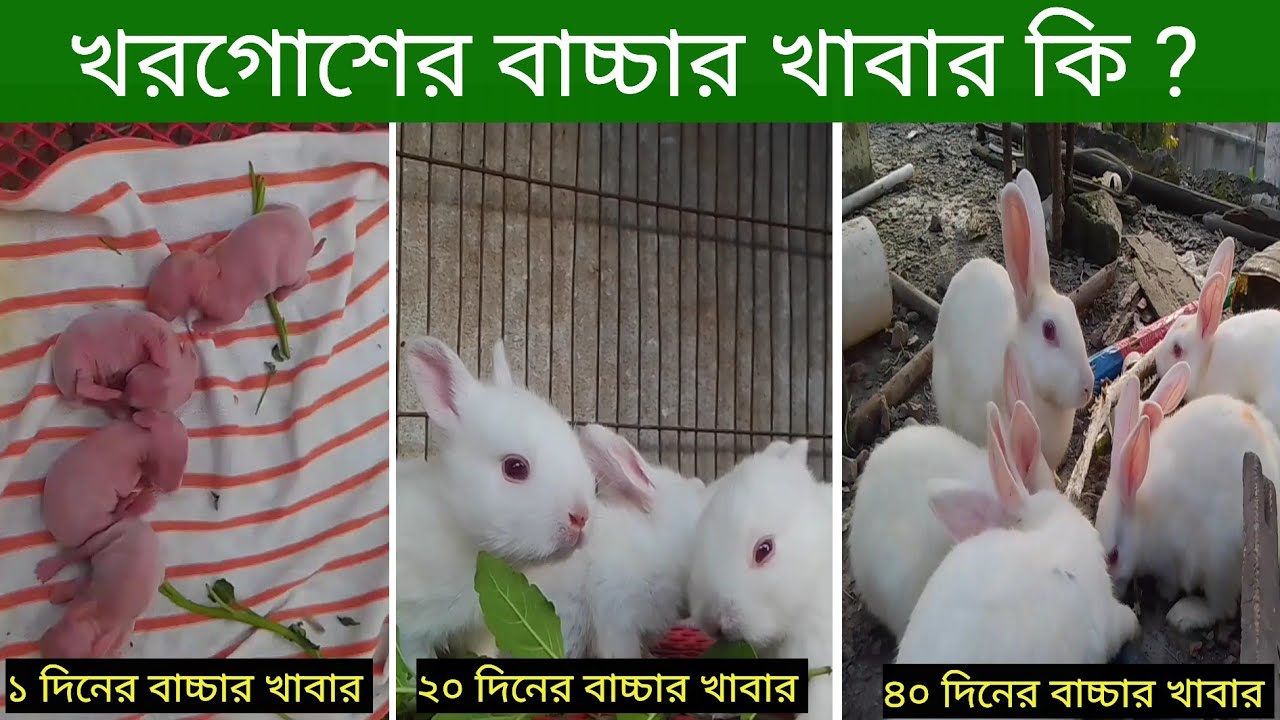 বাচ্চা খরগোশের খাবার তালিকা | খরগোশের বাচ্চা পালন | Baby Rabbit Diet ...