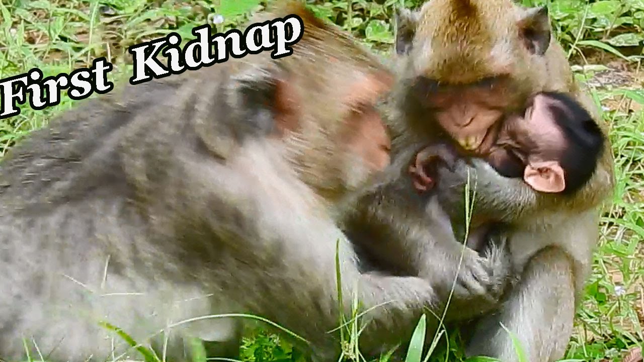 Tazana First Kidnapping, But Failed, Jade Grabbing JINX Back So Fast ...