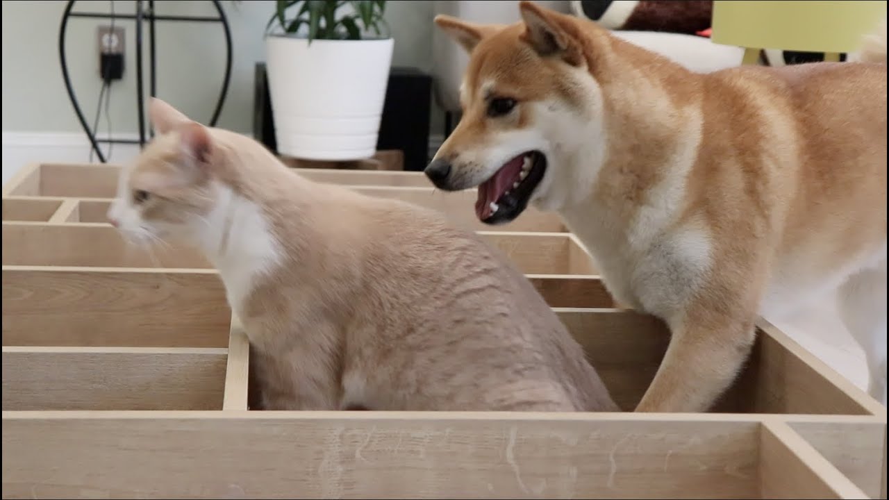 [Pepper the Shiba] bookcase maze challenge - YouTube