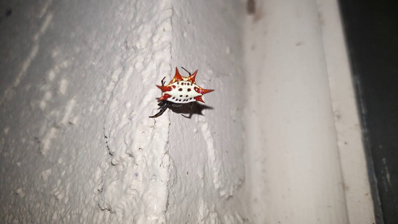 clown spider - YouTube