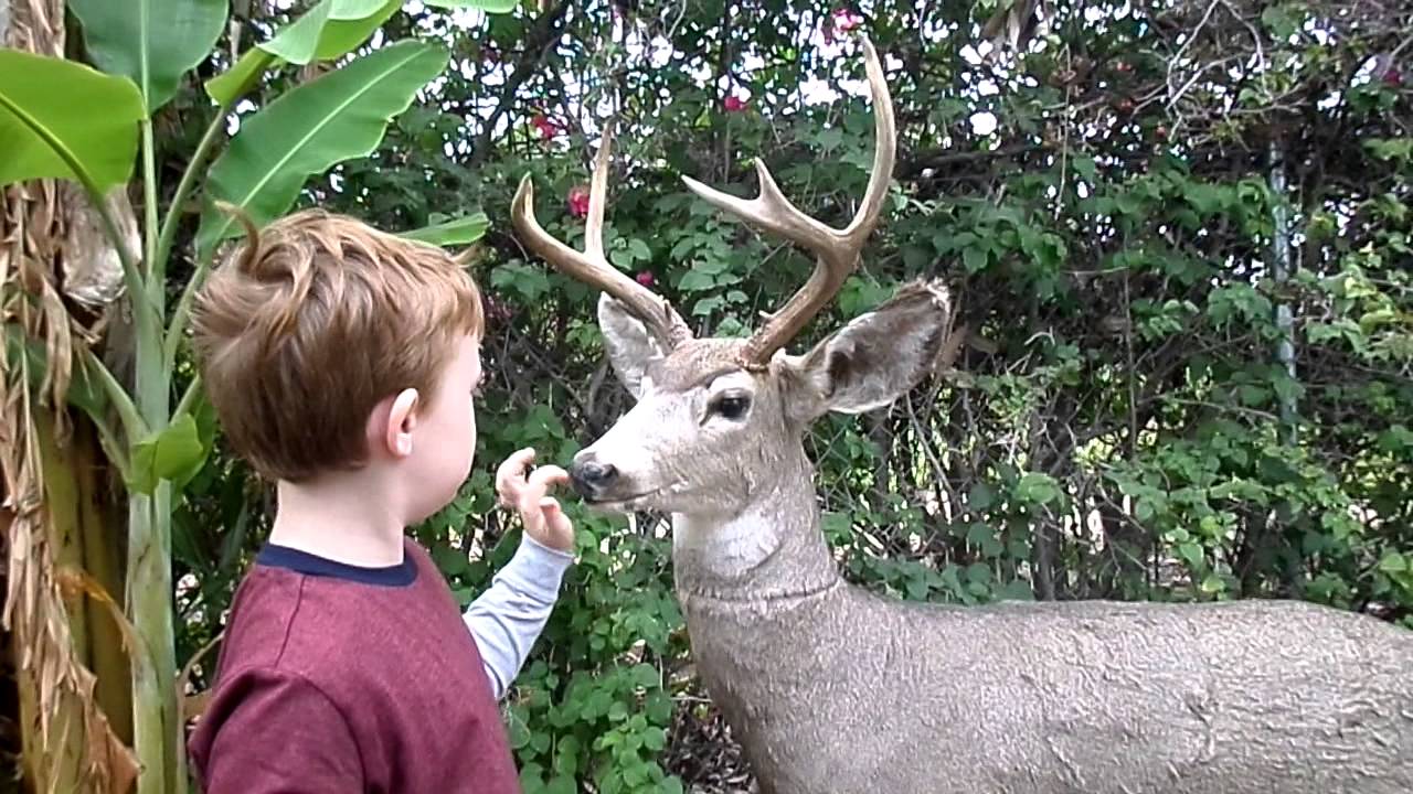 Freaky Deer - YouTube