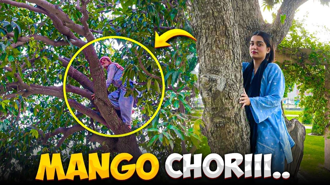 Itne Sare Mangos 🥭 Tree pe char ke Chori kiye😂Uncle ko be Sath mila ...