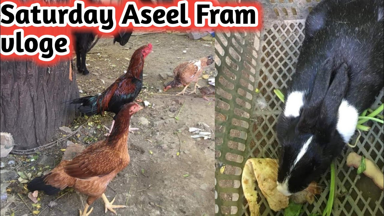 Saturday Aseel farm vloge /#poultryfarming #aseelfarming #miawaliasaeel ...