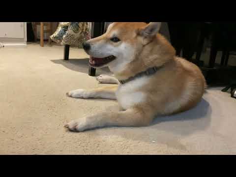 My doge can sing :D