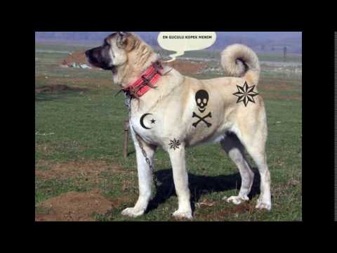 kangal ve alabay