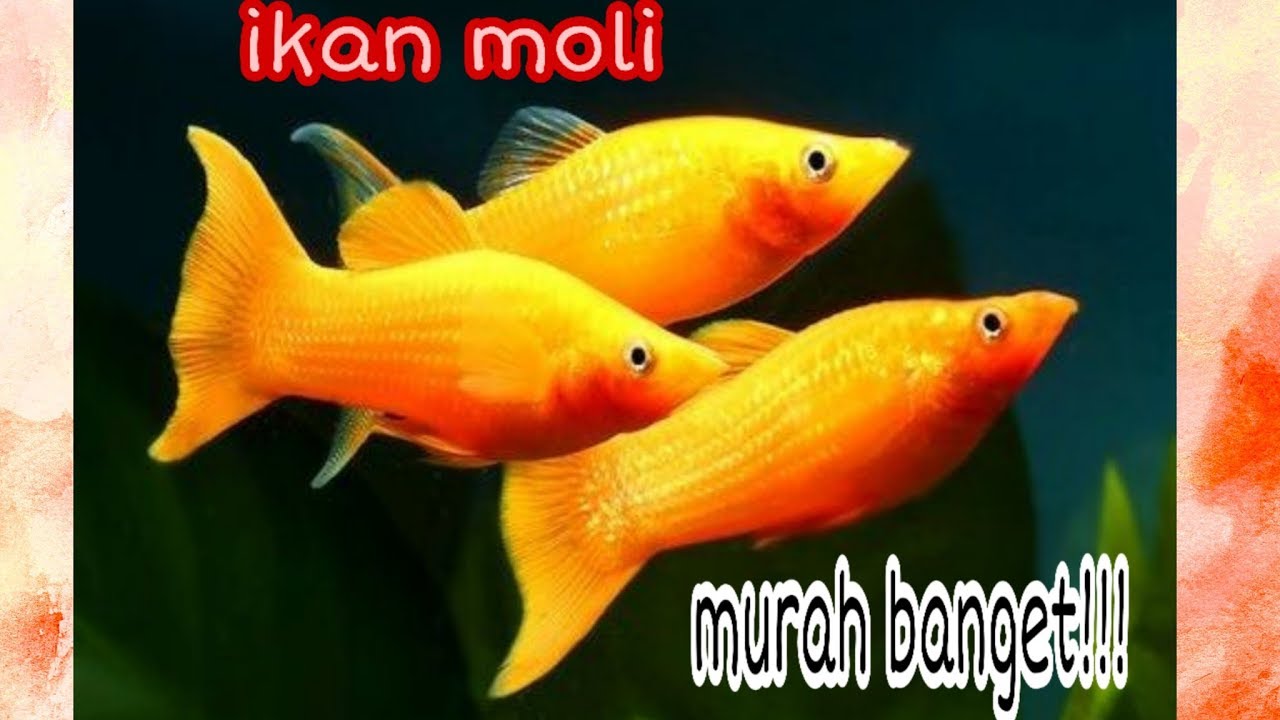 Ikan Moli balon dan golden black.. MURAH BANGETTT - YouTube