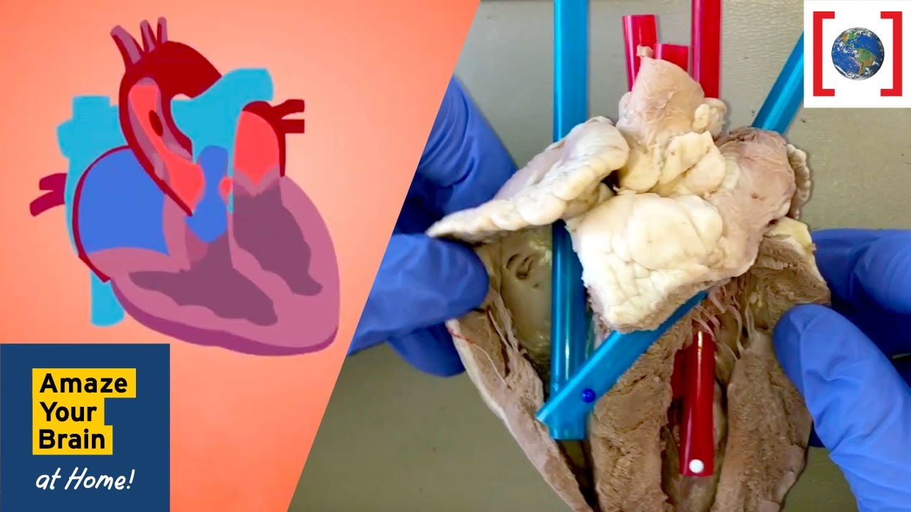 I Heart Science | Heart Anatomy | Amaze Your Brain at Home - YouTube
