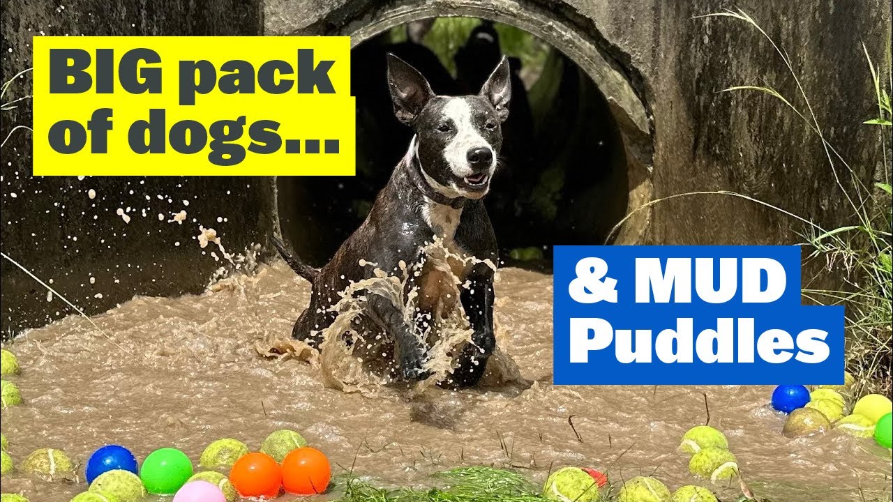 BIG Pack of Dogs having fun in MUD Puddles | #germanshepherd # ...