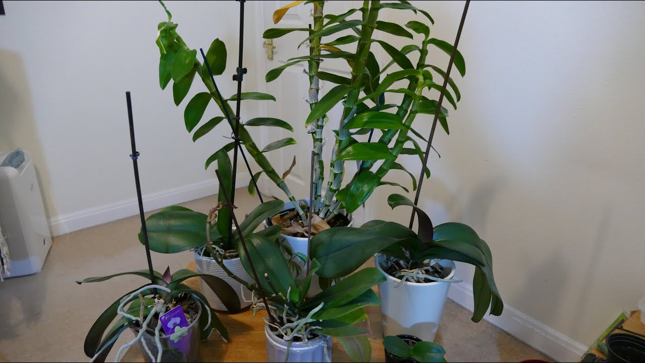 My Orchid Collection, Plus Tidying And Repotting - YouTube