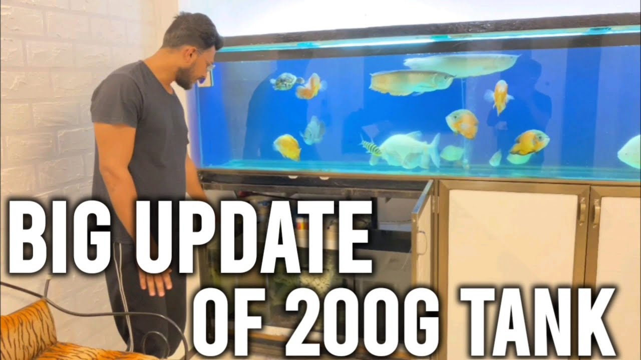 HUGE UPDATE OF 200G TANK😍 - YouTube