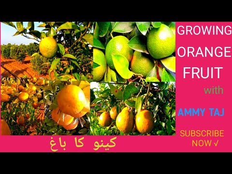 GROWING ORANGE FRUIT | ORANGE GARDEN | KENO GARDEN | ORANGE FRUIT ...