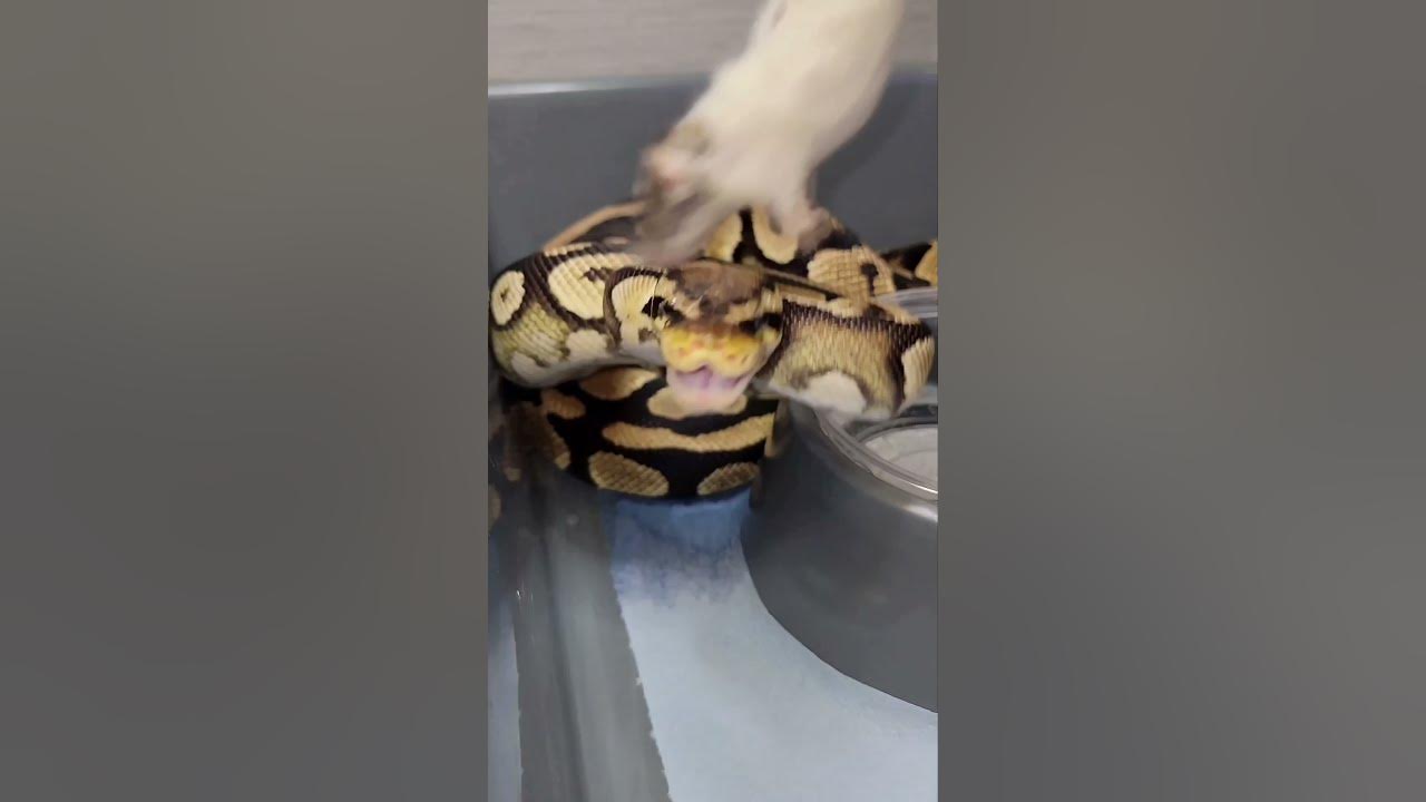 Successful Python Strike #Shorts - YouTube