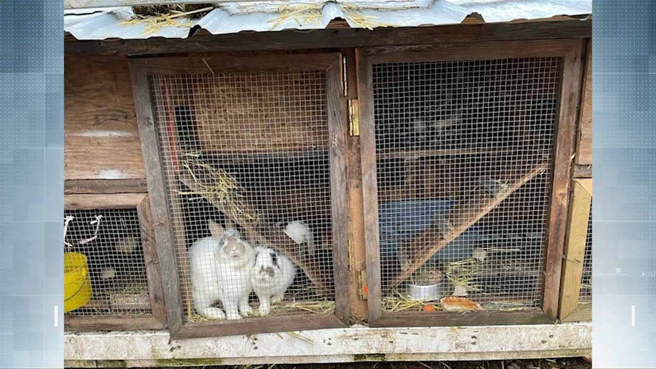 Vancouver Island rescuers save 44 rabbits from alleged hoarding - YouTube