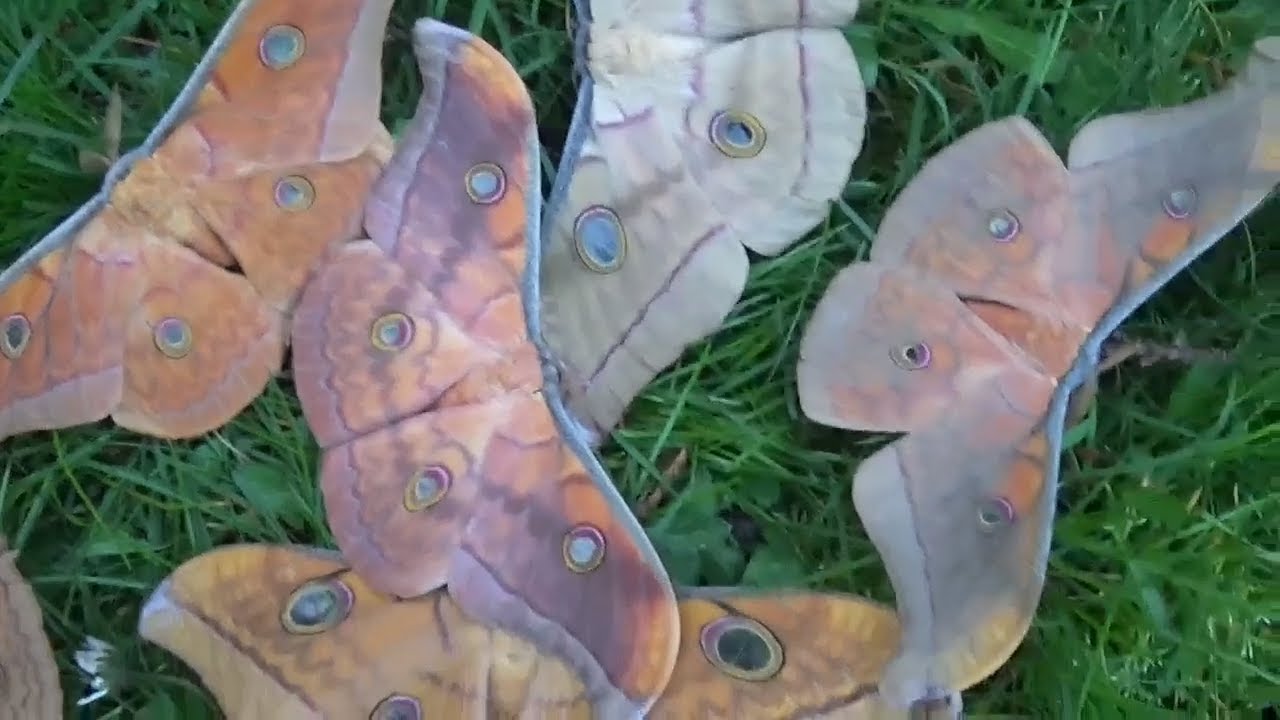 So much variation! Amazing Antheraea moths from Laos! - YouTube