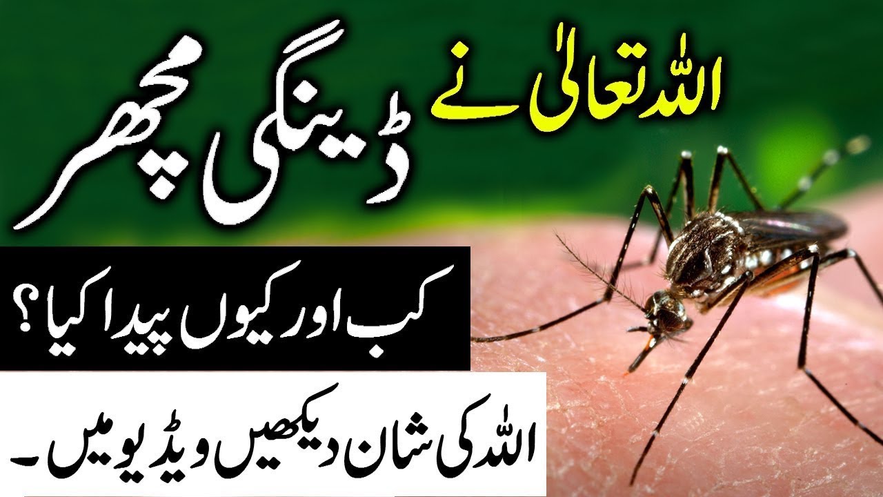Allah Pak Ny Machar KO Kyun Paida Farmaya | Why ALLAH Created Dengue ...