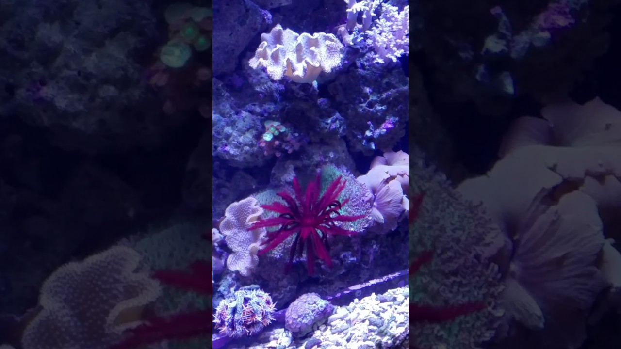 Crinoid swimming - YouTube