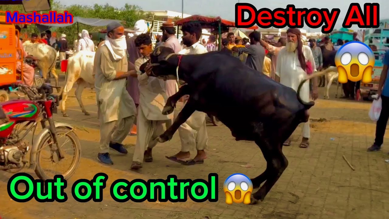 OUT OF CONTROL ( cow 🐮) | Destrot ALL 😱😱😰😰🥵| - YouTube