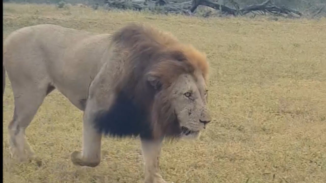 Plains Camp Male Lions Chasing Nkuhuma Lioness | 14 May 2024 - YouTube