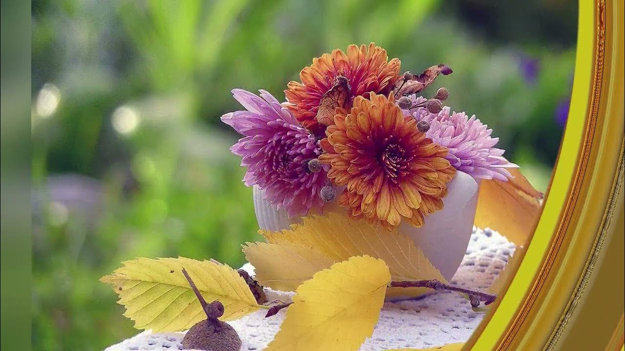 Астры осенние - YouTube