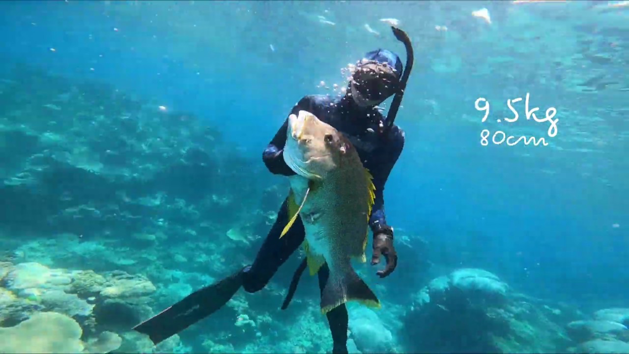 Spearfishing Huge Maori Sea Perch on the Great Barrier Reef - Cairns ...