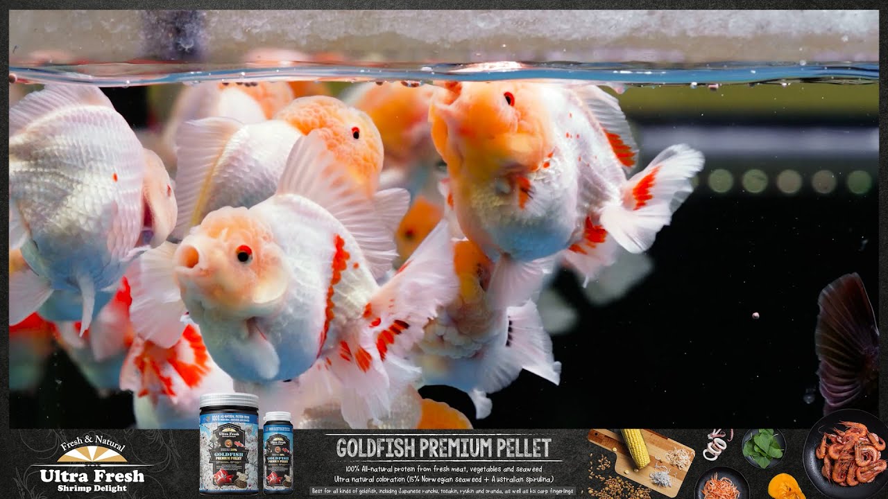 Ultra Fresh | Goldfish Premium Pellet - YouTube
