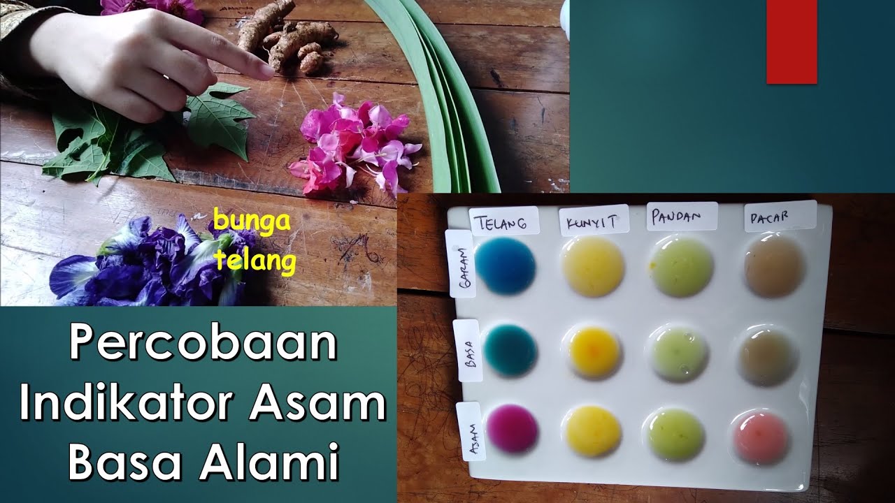 Percobaan Indikator Asam Basa Alami - Bunga Telang, Kunyit, Daun Pandan ...