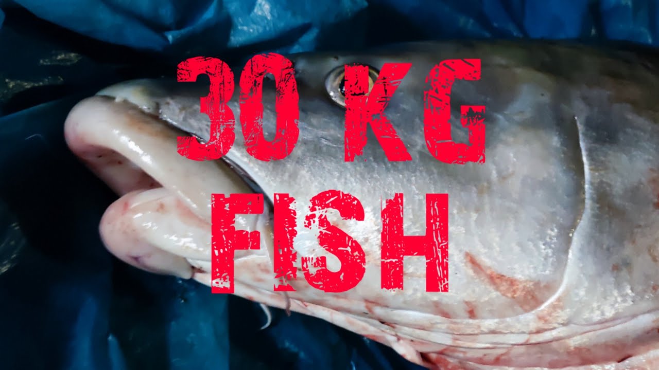 30 KG FISH | ३० केजी को माछा | SUNKOSHI RIVER | सुनकोशी खोला - YouTube