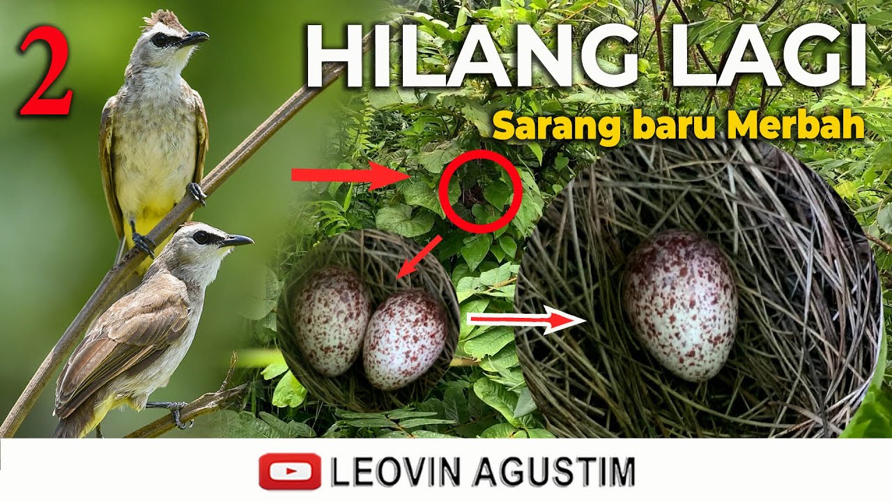 Telur HILANG LAGI - Sarang baru merbah diganggu predator - YouTube
