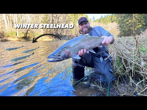 Winter Steelhead fishing in a RAINSTORM (STEELHEAD CAUGHT) - YouTube
