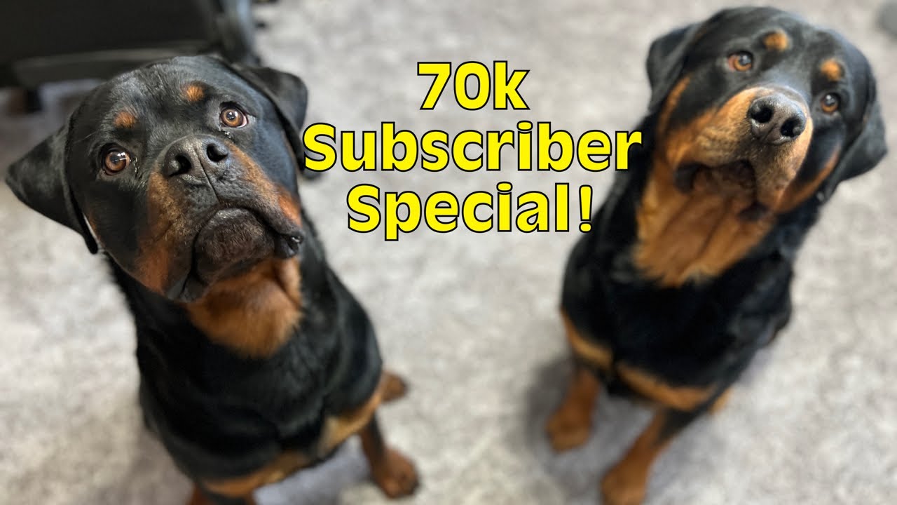 The Rotty Channel Hits 70,000 subscribers! - YouTube