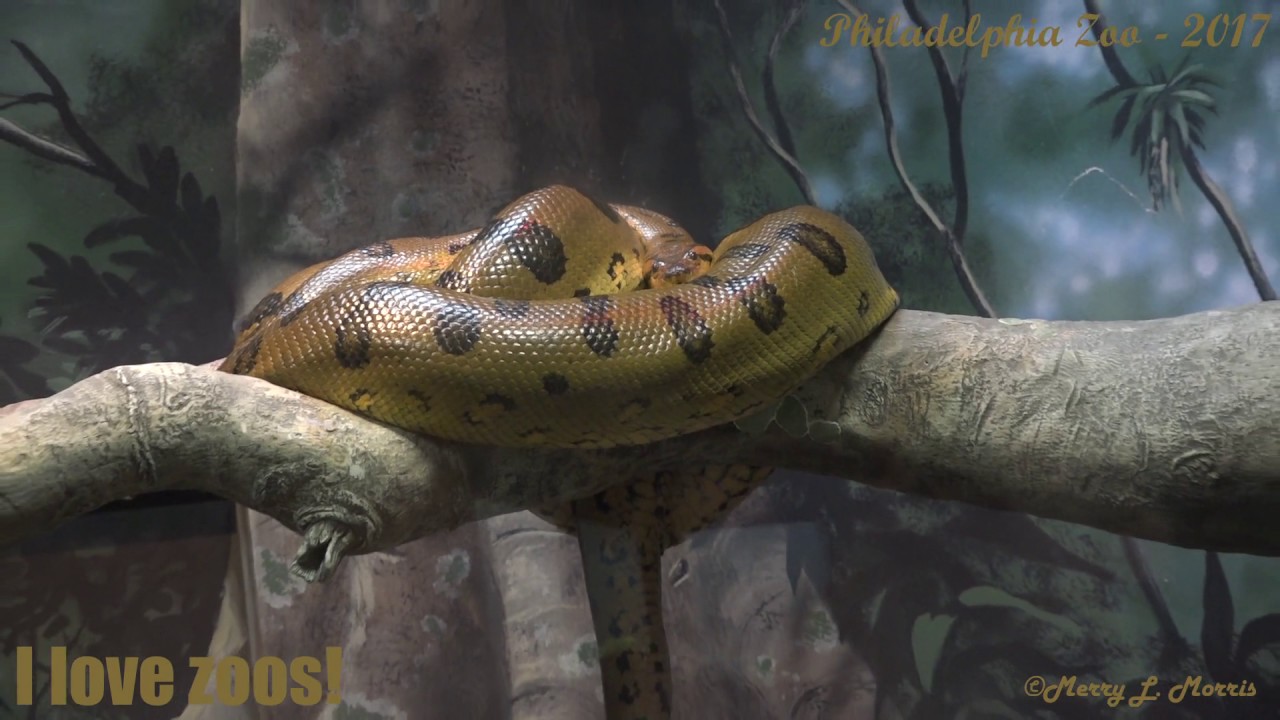 Philadelphia Zoo Green Anaconda Curled on Tree Branch - YouTube
