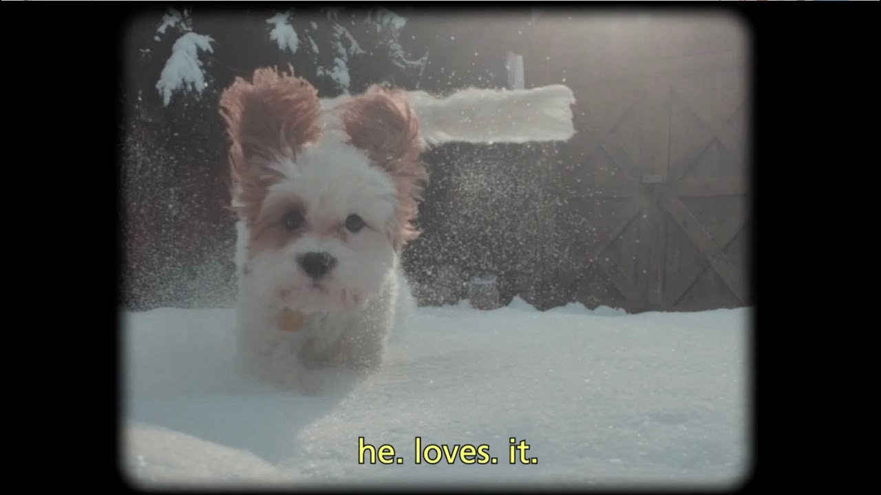 Ollie the Cavapoo Puppy – 9 Weeks Old to 1 Year Old - YouTube