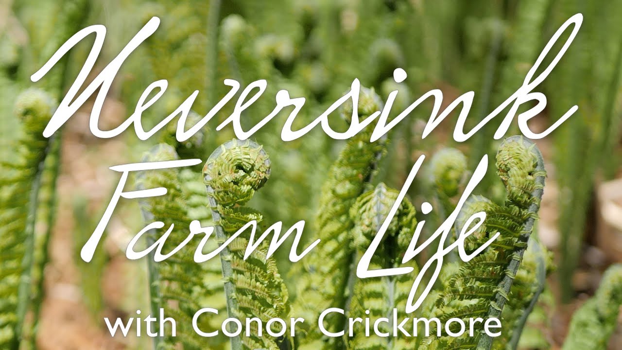 Ramps and Fiddleheads - Neversink Farm Life - YouTube
