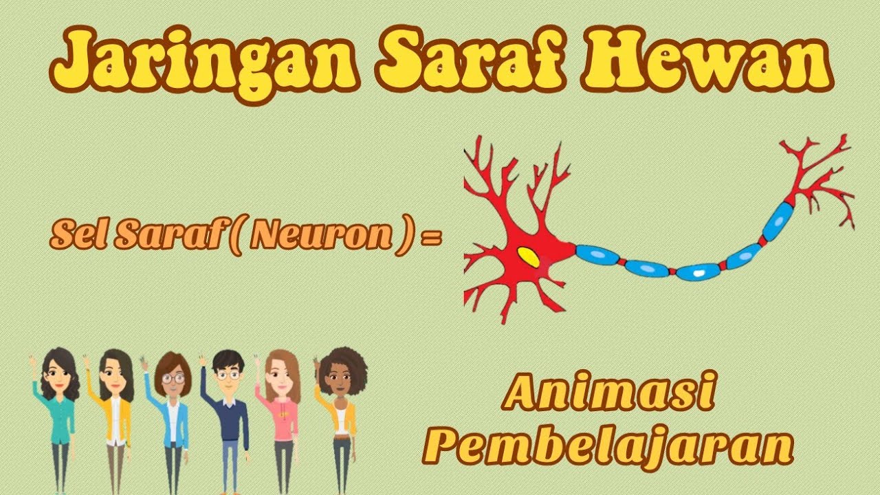 Jaringan Hewan (Jaringan Saraf)☘️ || Animasi Pembelajaran || #JRvlog ...