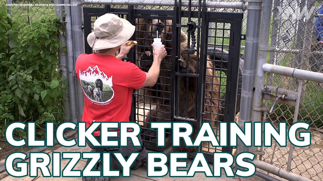 How WSU Researchers Clicker Trained Their Grizzly Bears - YouTube