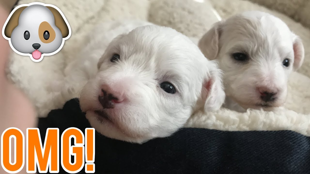 Super Cute 3 Week Old Puppies! Meeting My Puppy For The First Time! 😍😭 ...