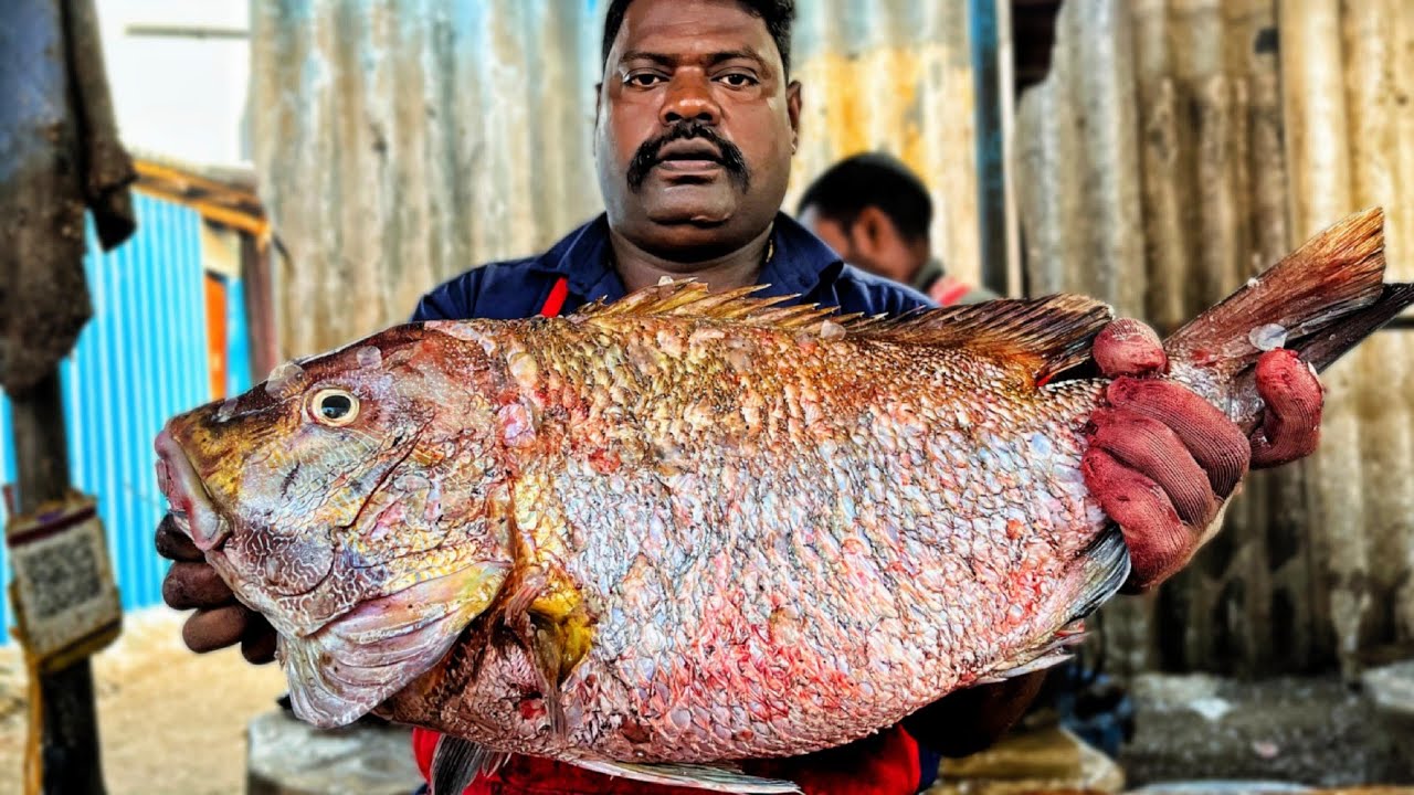 KASIMEDU 🔥 SPEED SELVAM | BIG SIZE KORALI FISH CUTTING VIDEO | 4K VIDEO ...